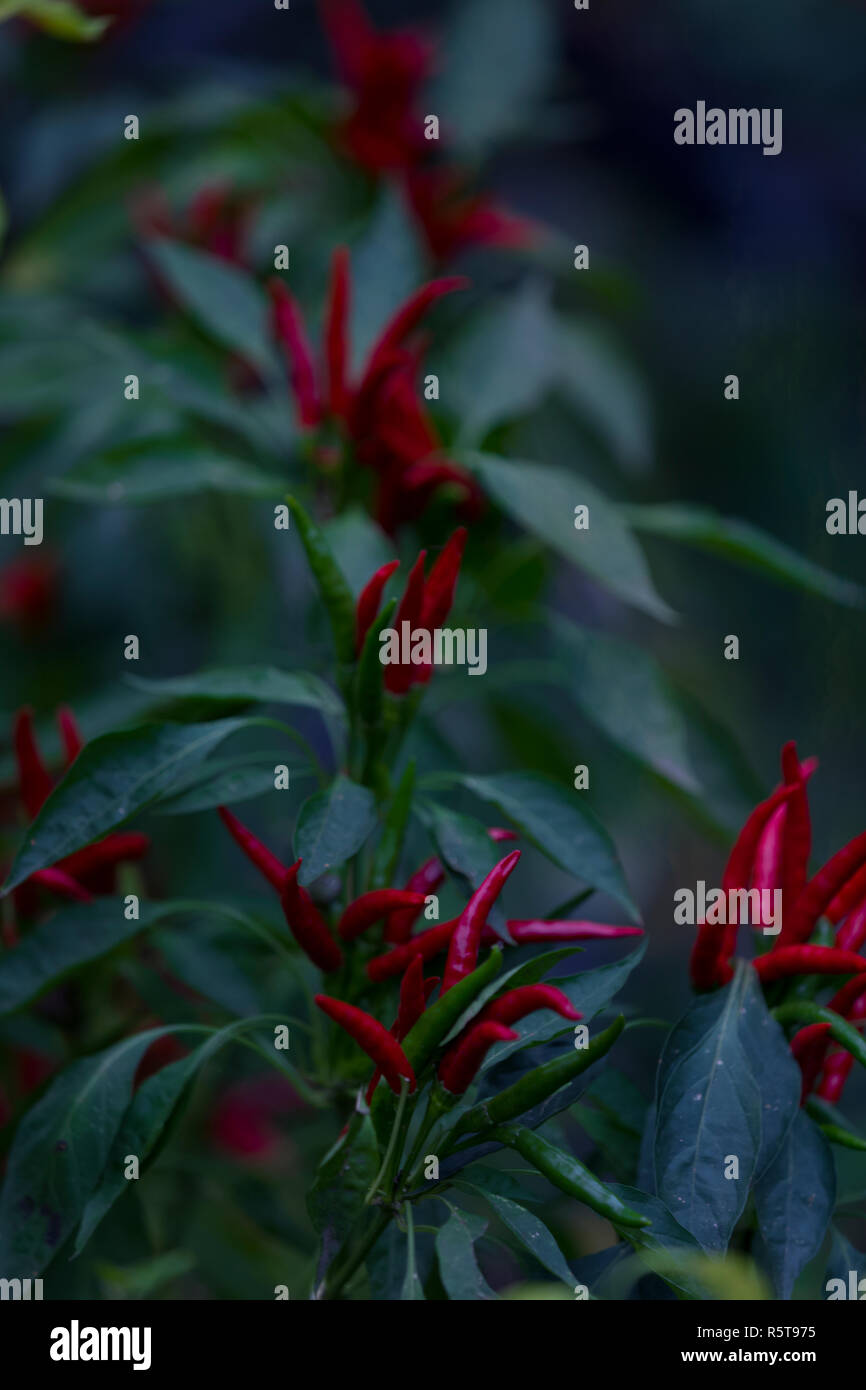 Beautiful chili pepper plant before gathering during the fall Stock ...