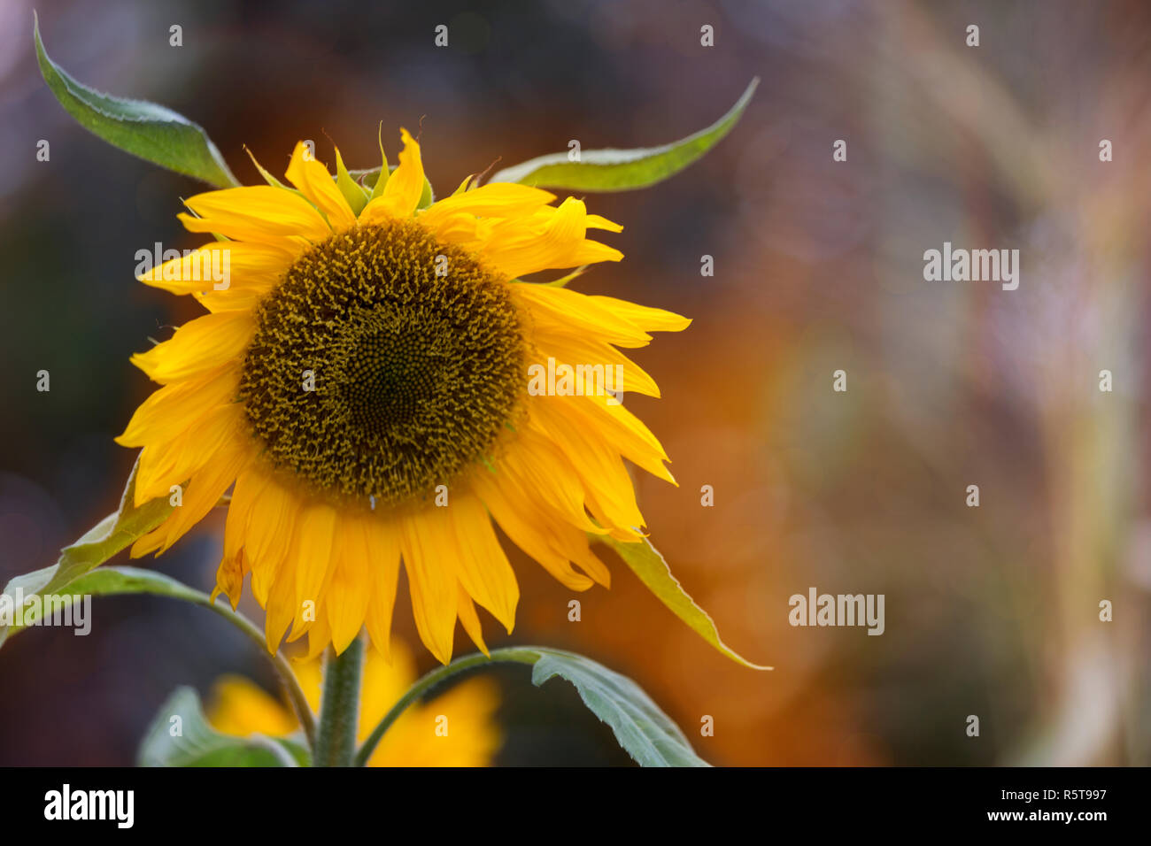 Dawn in the sunflower hi-res stock photography and images - Alamy