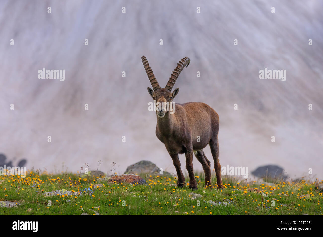 Tour du mont blanc ibex hi-res stock photography and images - Alamy