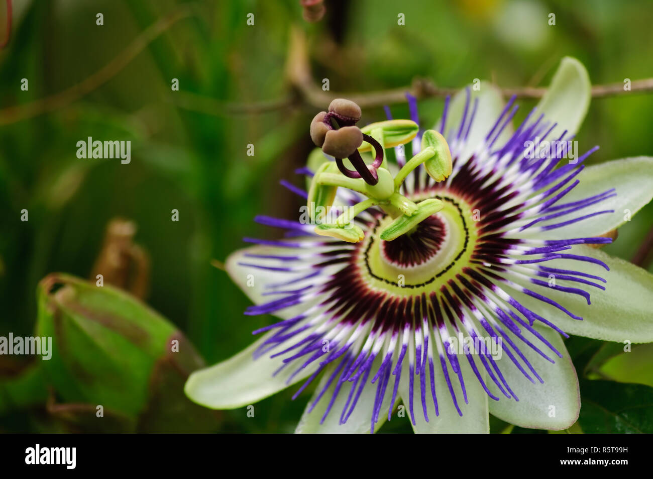 passion flower with autumnal leaves in the background Stock Photo - Alamy