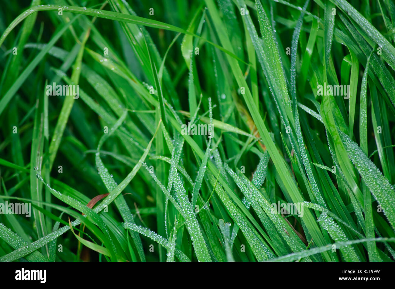 intense green,fresh grasses Stock Photo - Alamy