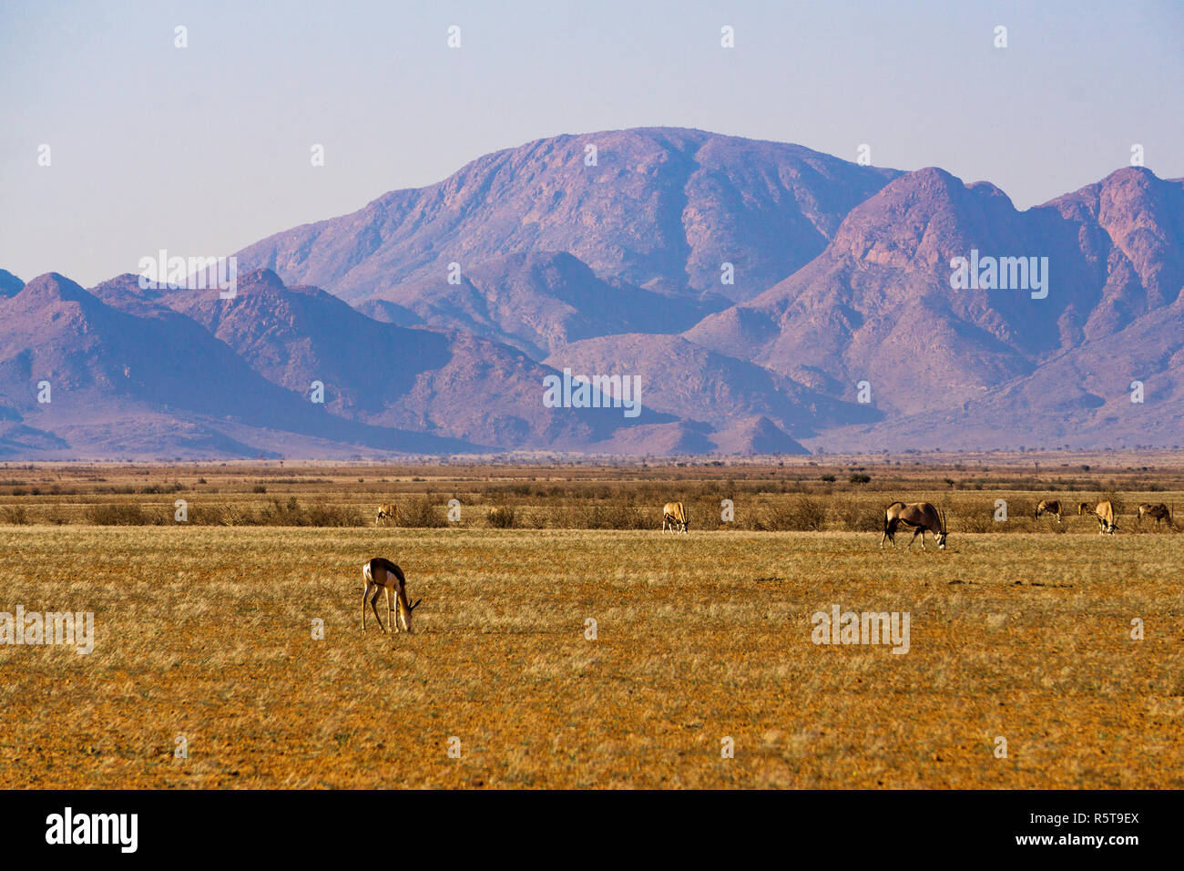 namibia mountain desert springbok namib summer Stock Photo - Alamy