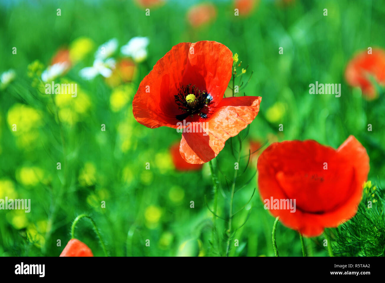 Poppy flowers on meadow at summer time Stock Photo - Alamy
