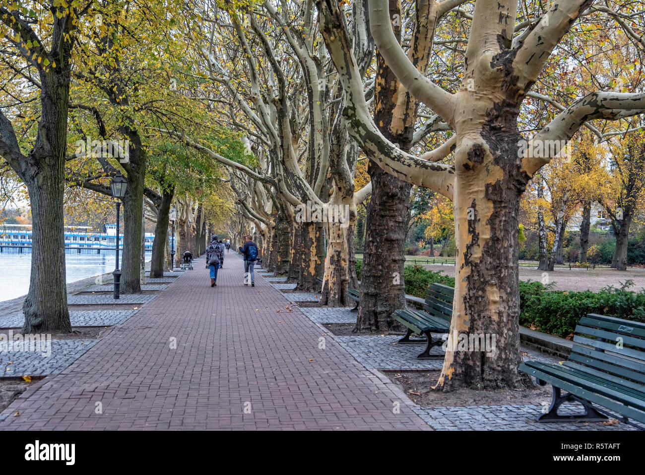 Berlin,Alt-Tegel, .Arcade of trees over Greenwich Promenade next to ...