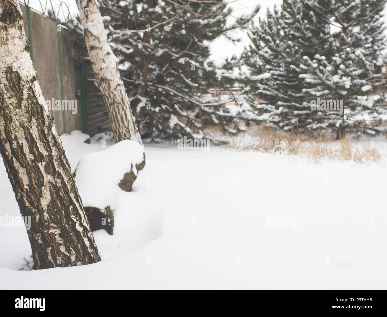 Frozen leaves covered log hi-res stock photography and images - Alamy