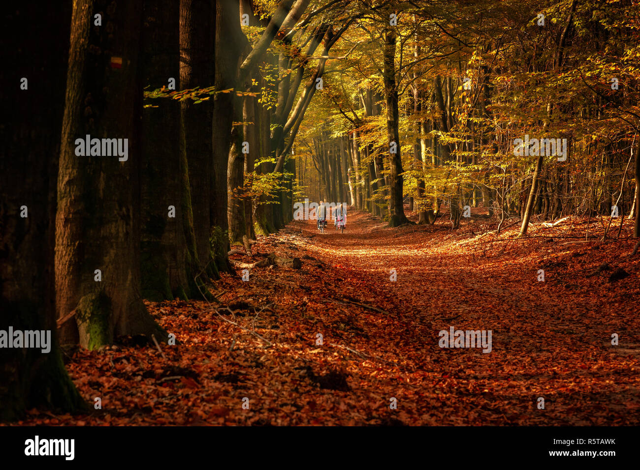 The most beautiful autumn forest in the Netherlands with mystical and ...