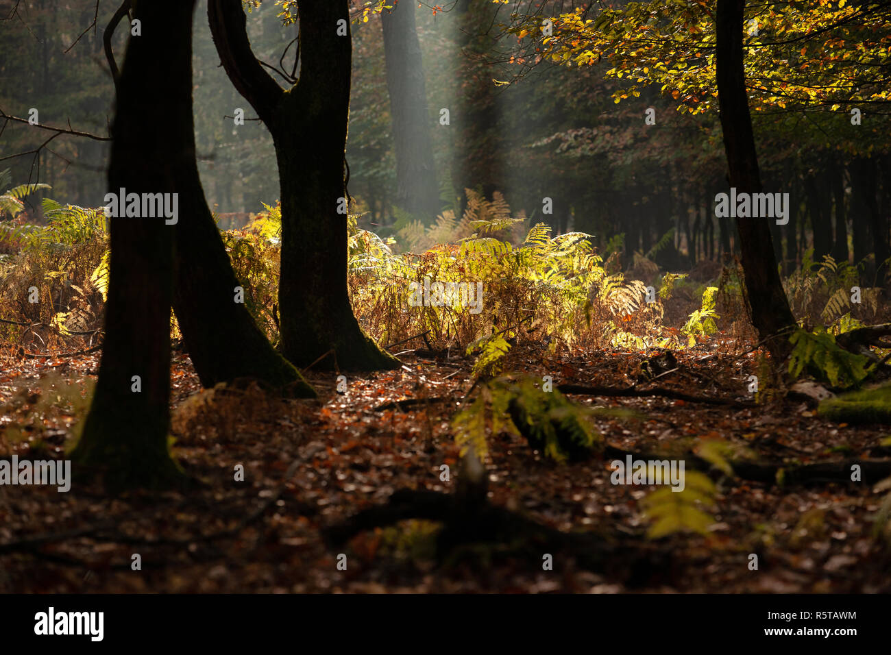 The most beautiful autumn forest in the Netherlands with mystical and ...