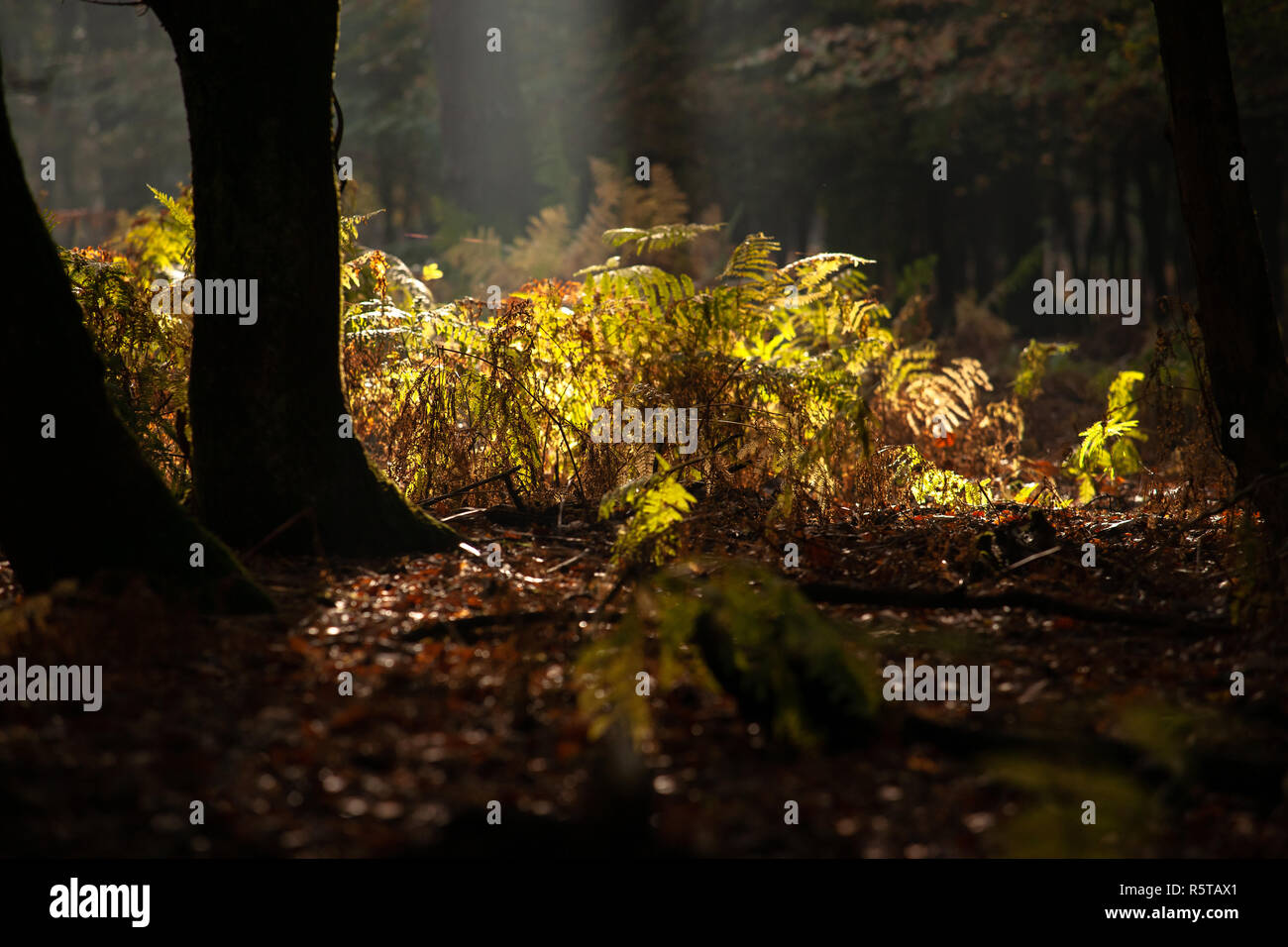 The most beautiful autumn forest in the Netherlands with mystical and ...