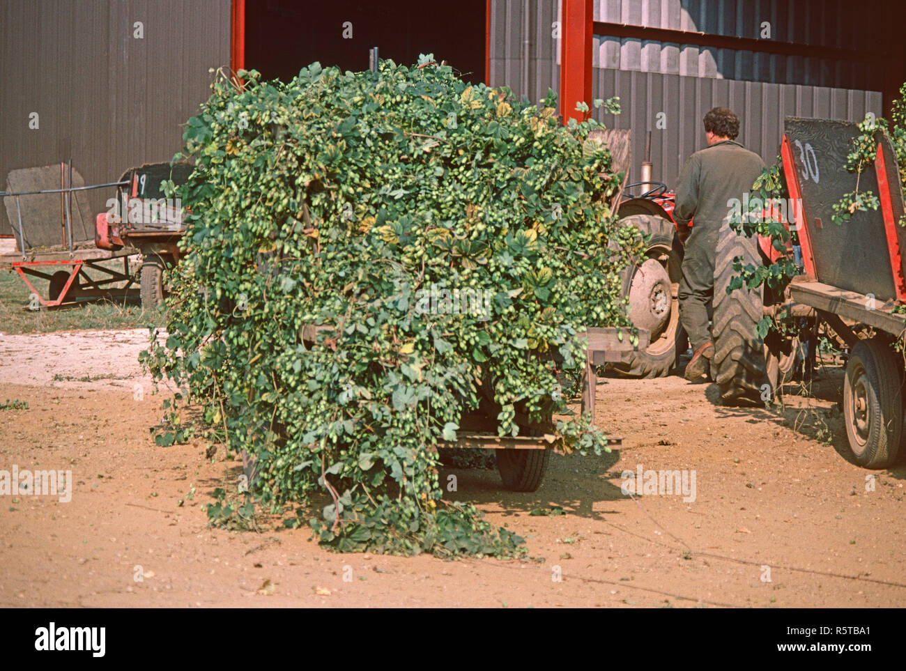 Processing of hops hi-res stock photography and images - Alamy