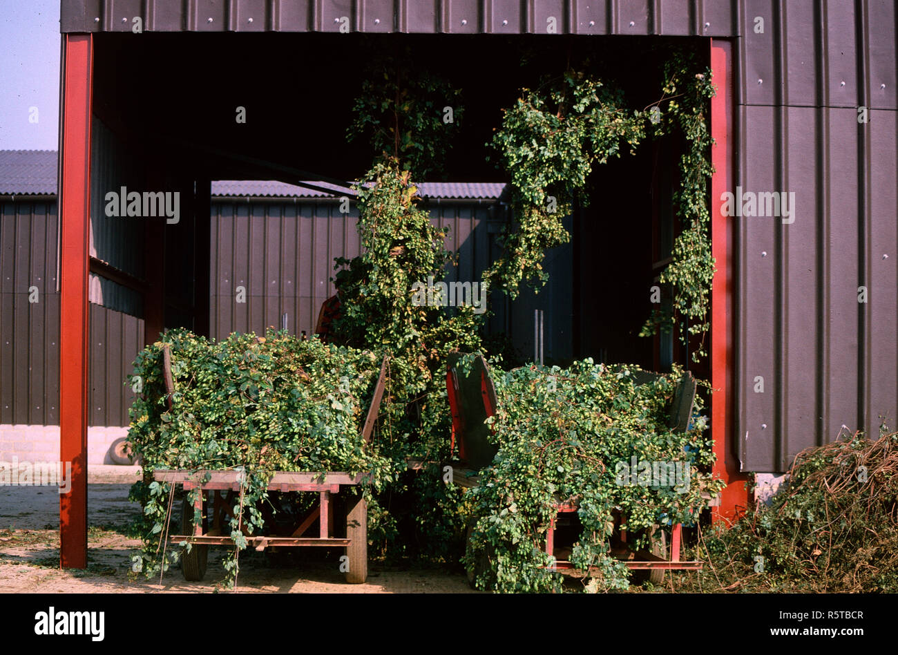 Hops on Cart for Processing Kent UK Stock Photo - Alamy