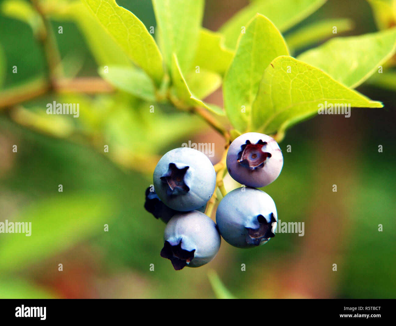 Blueberry on a bush in a garden Stock Photo - Alamy
