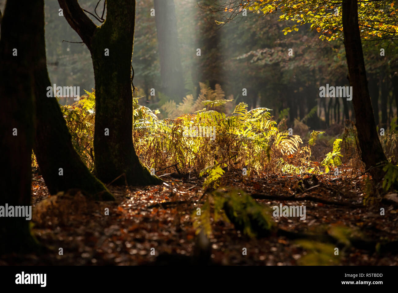 The most beautiful autumn forest in the Netherlands with mystical and ...