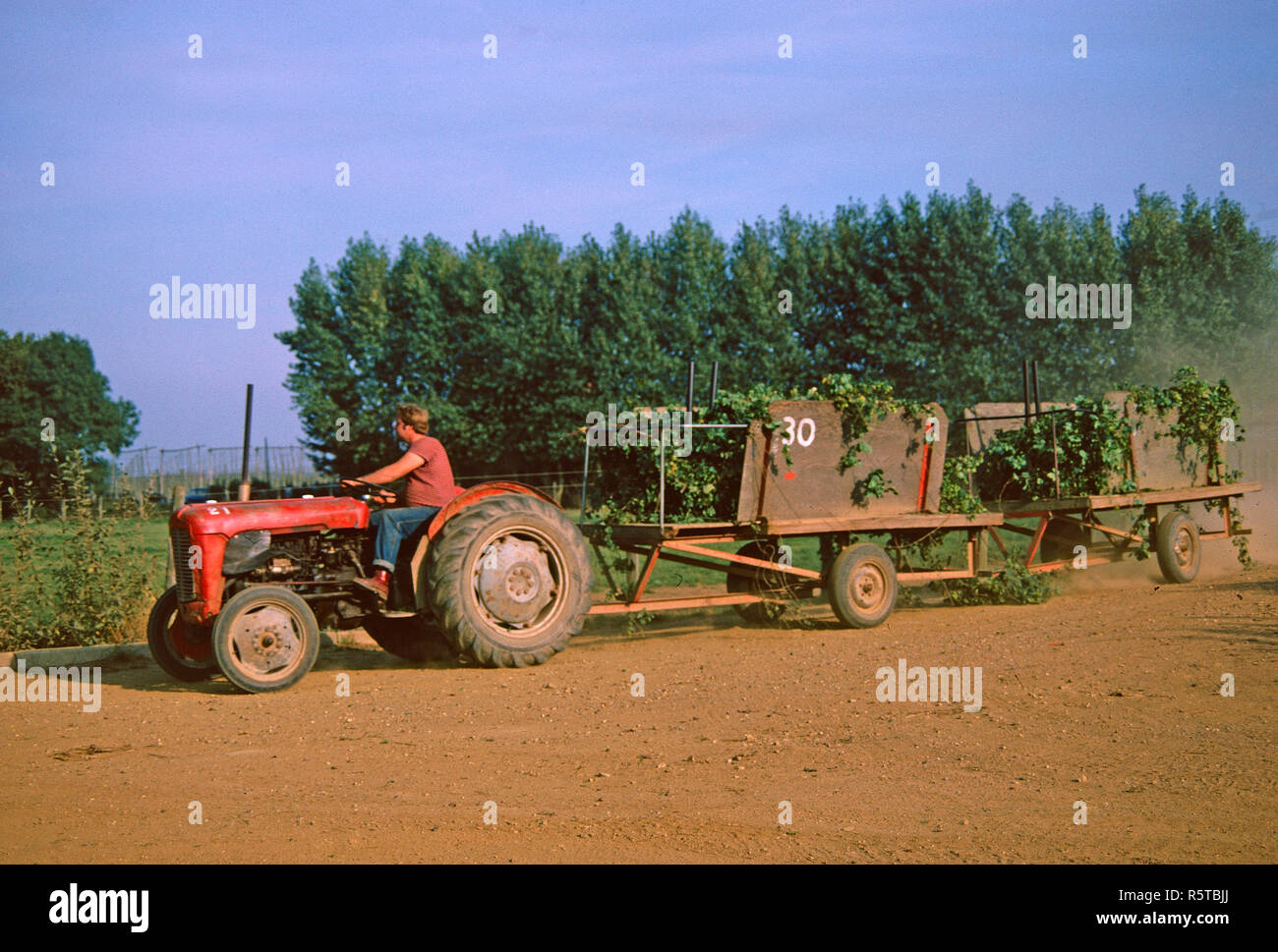 Hops processing hi-res stock photography and images - Alamy