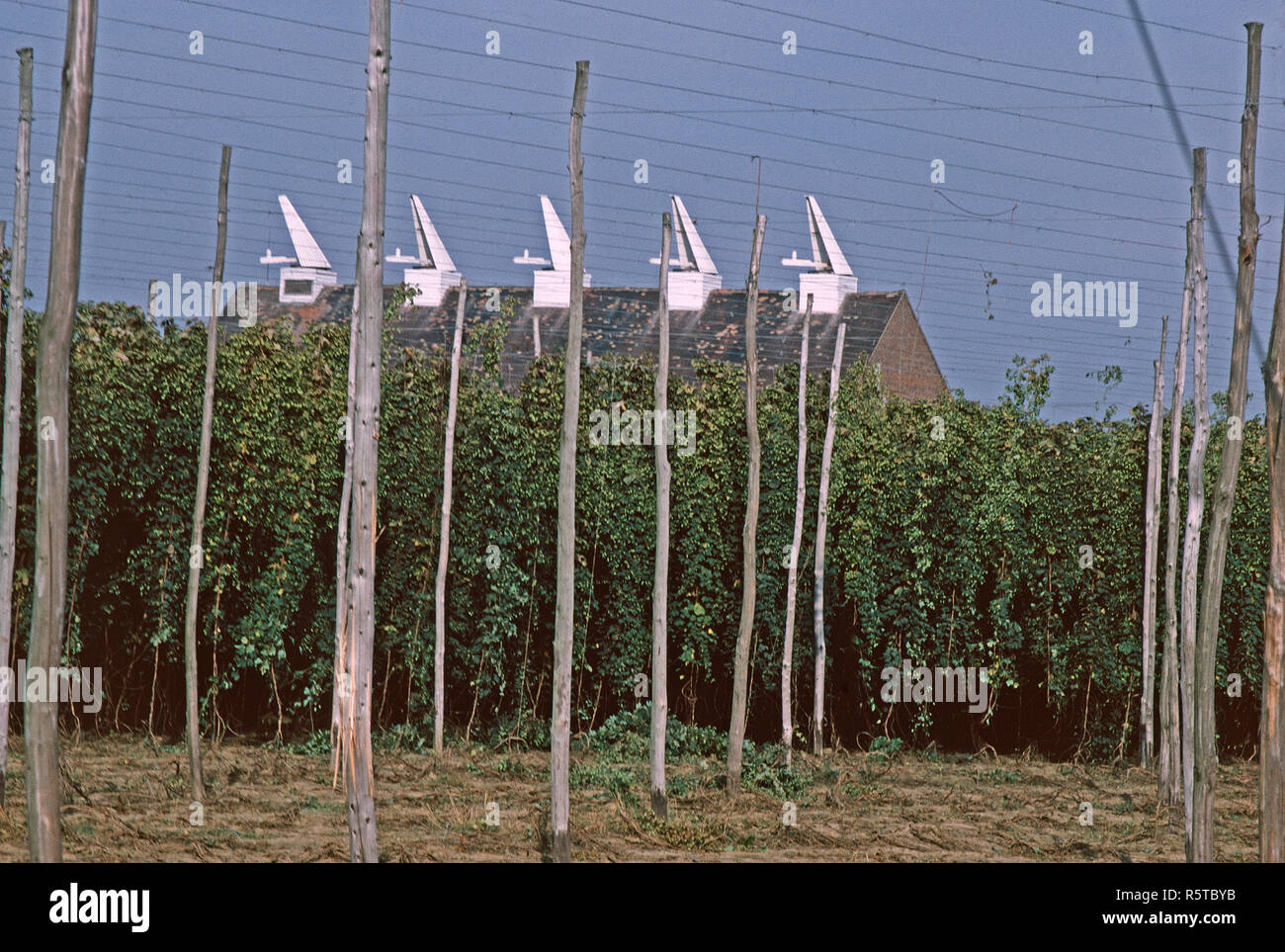Hop field, kent hi-res stock photography and images - Alamy