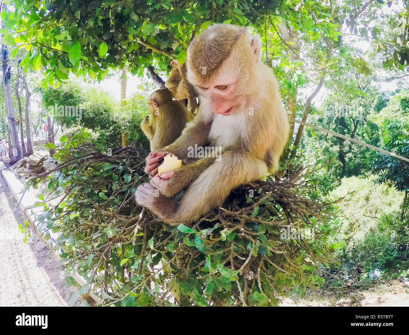 Monkey eats cookie in tai front view Stock Photo - Alamy