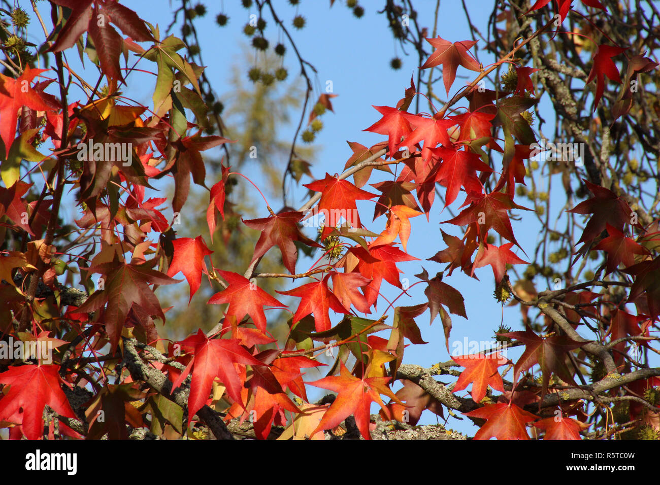 Liquidambar styraciflua autumn hi-res stock photography and images - Alamy
