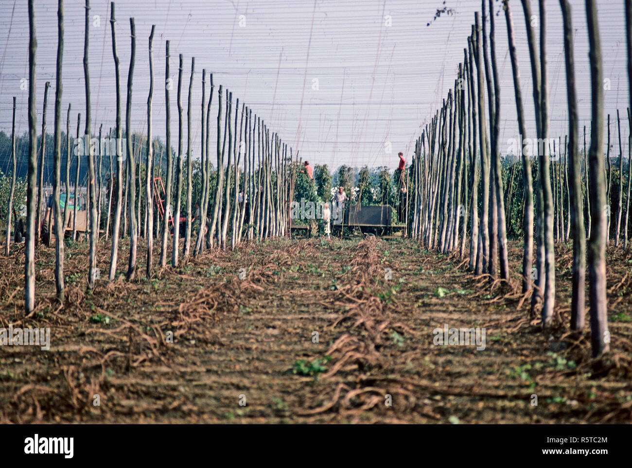 Hop picking kent england hop hi-res stock photography and images - Alamy