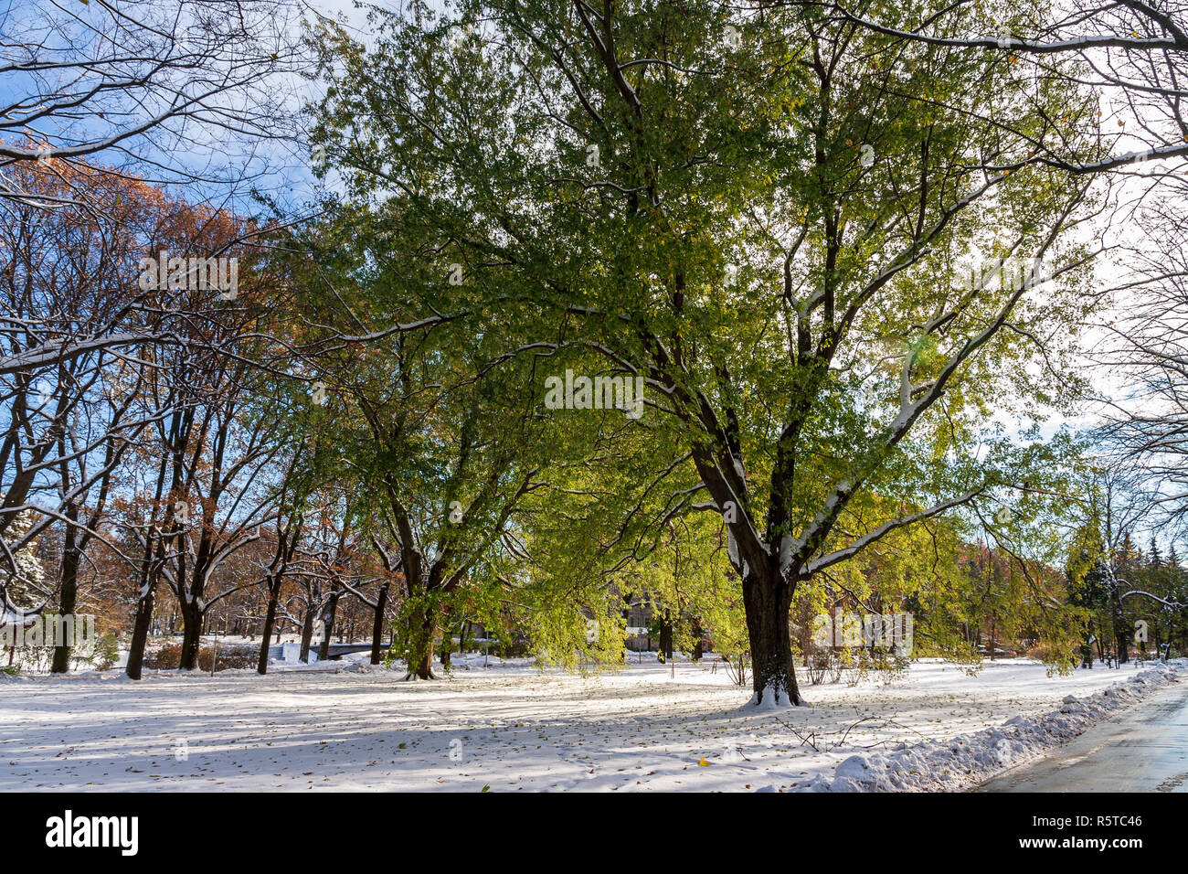 single isolated large big tree in nature environment with huge trunk ...