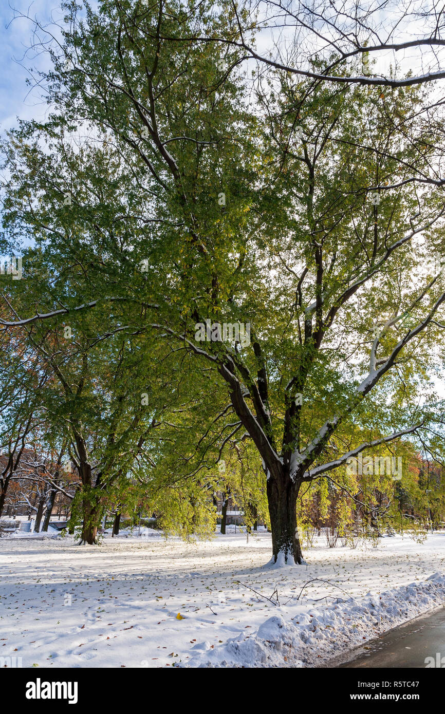 single isolated large big tree in nature environment with huge trunk ...