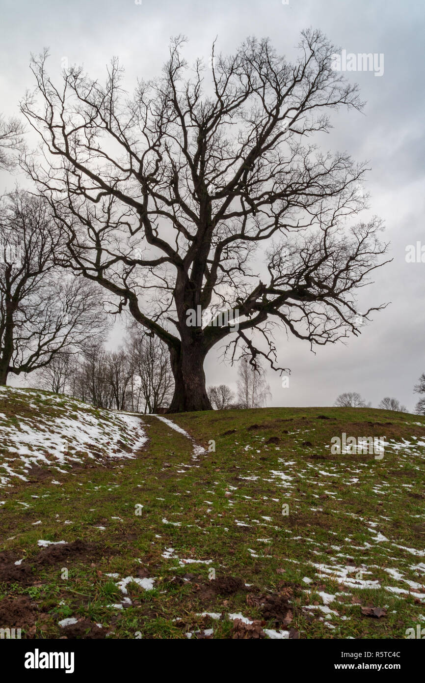 single isolated large big tree in nature environment with huge trunk ...