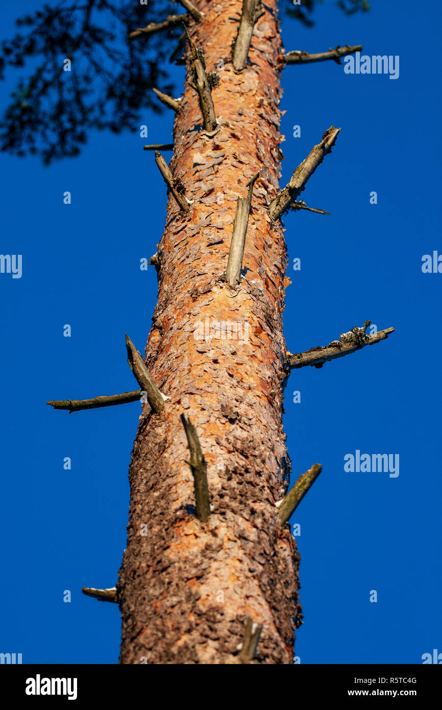 single isolated large big tree in nature environment with huge trunk ...