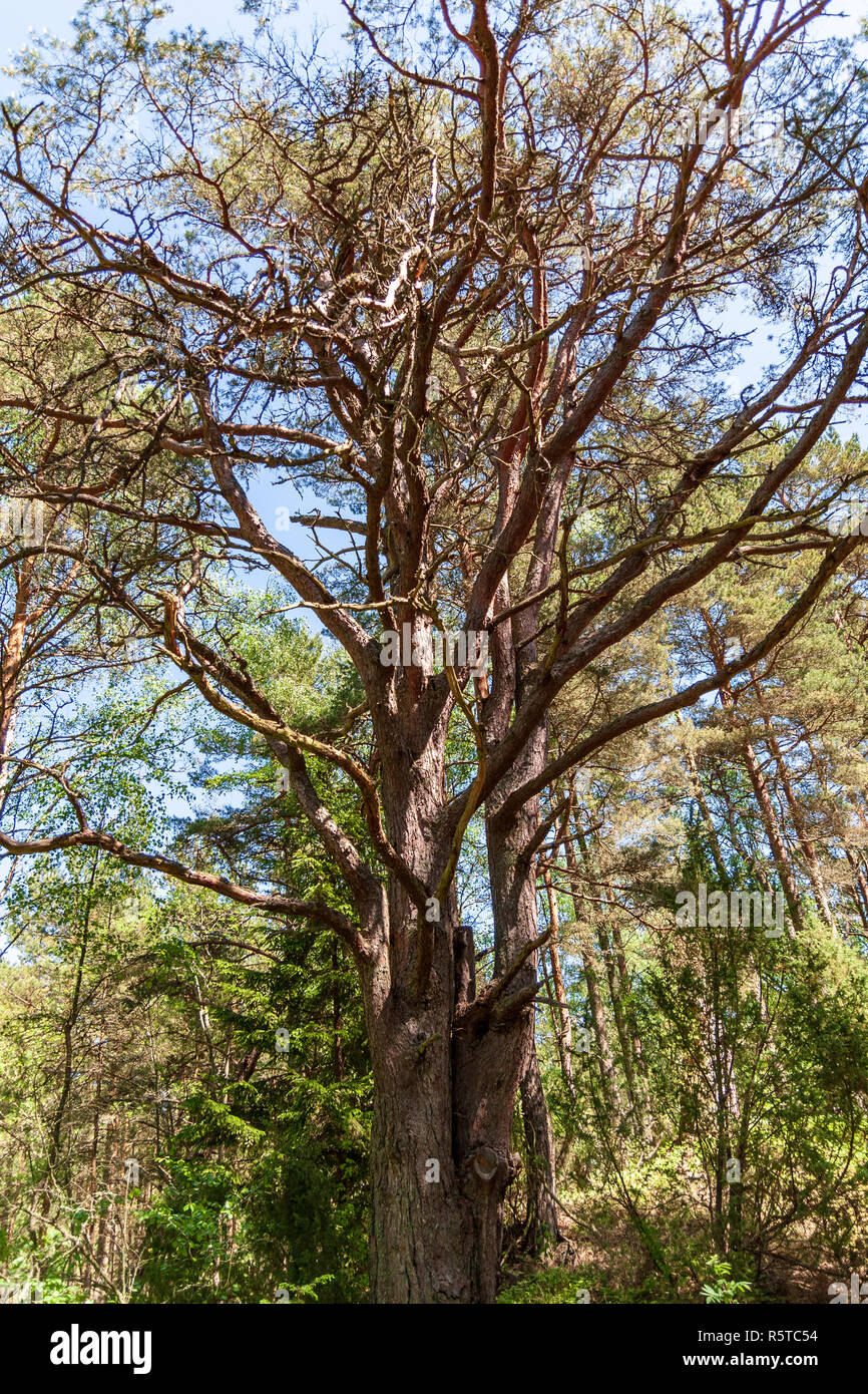 single isolated large big tree in nature environment with huge trunk ...