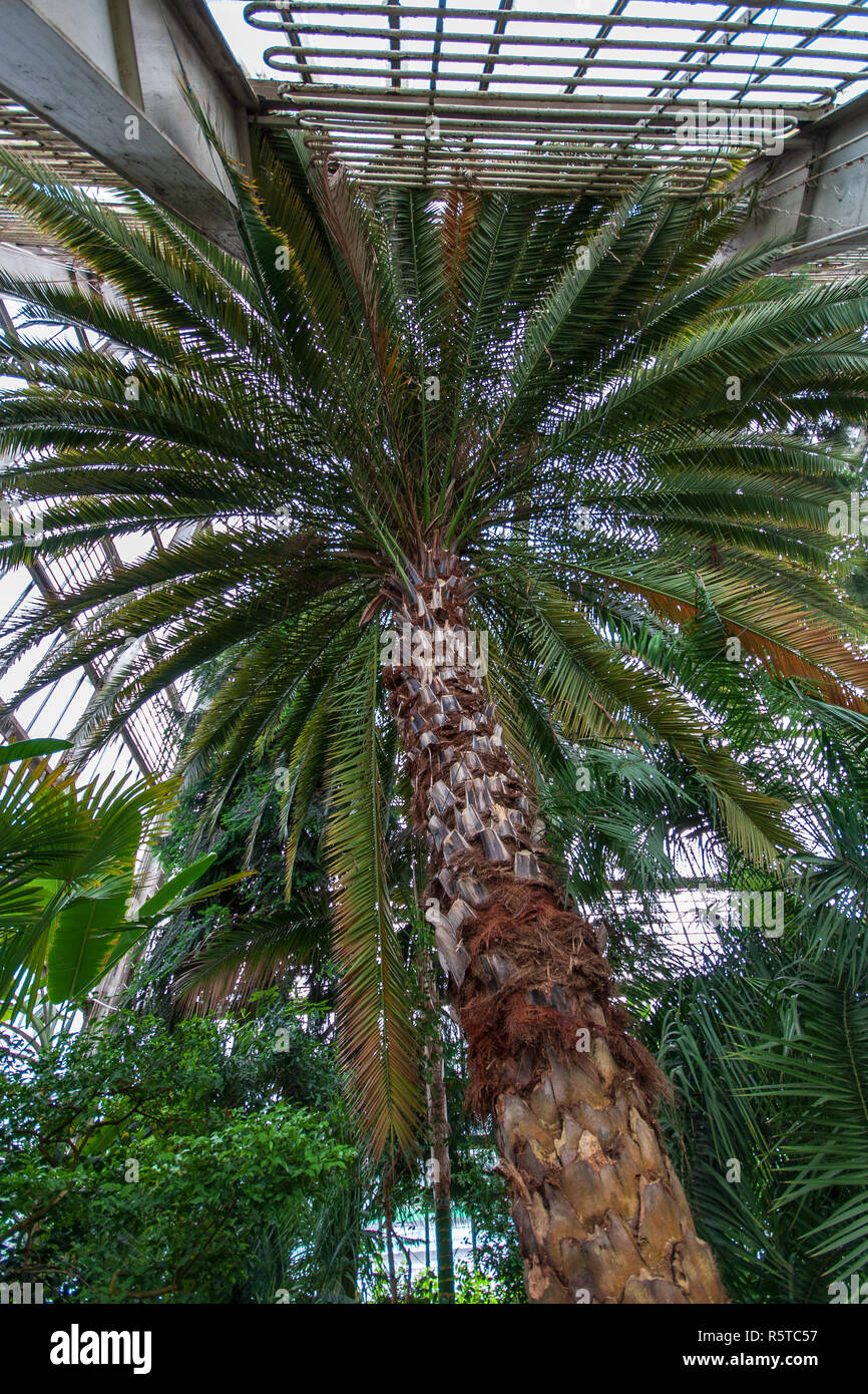 single isolated large big tree in nature environment with huge trunk ...