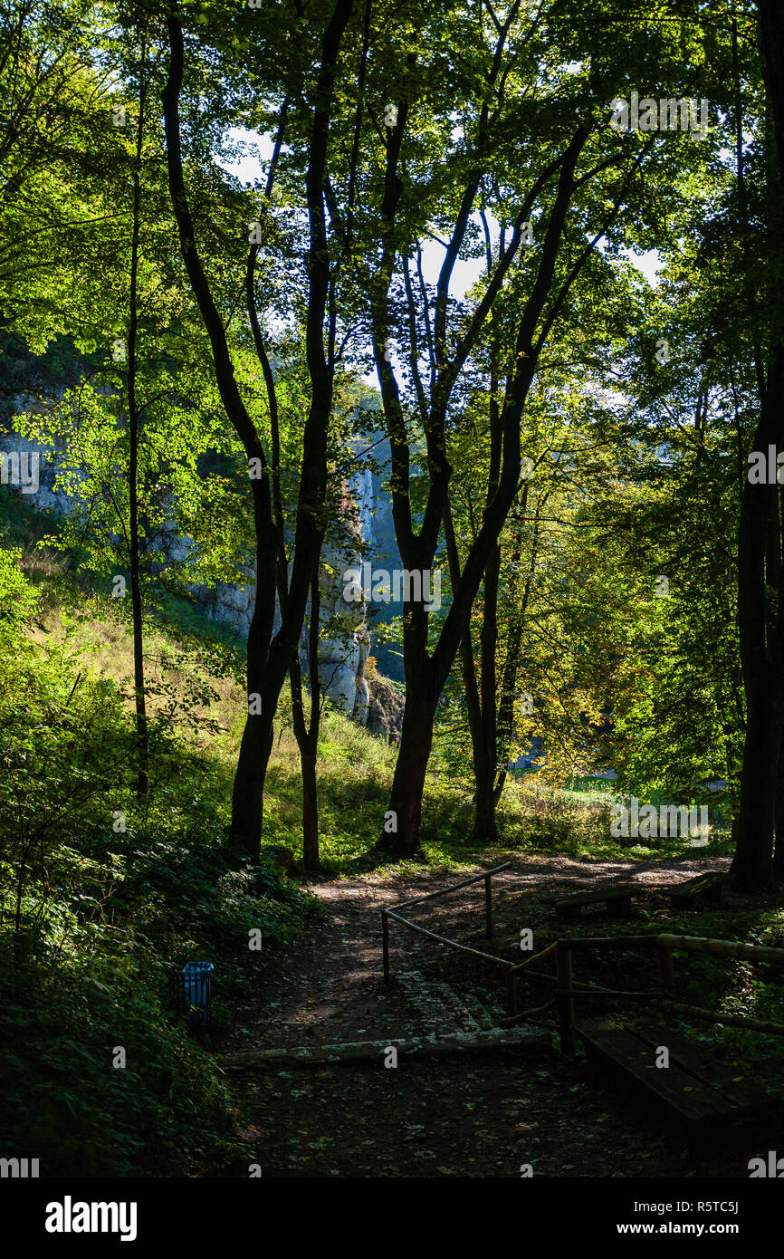 single isolated large big tree in nature environment with huge trunk ...