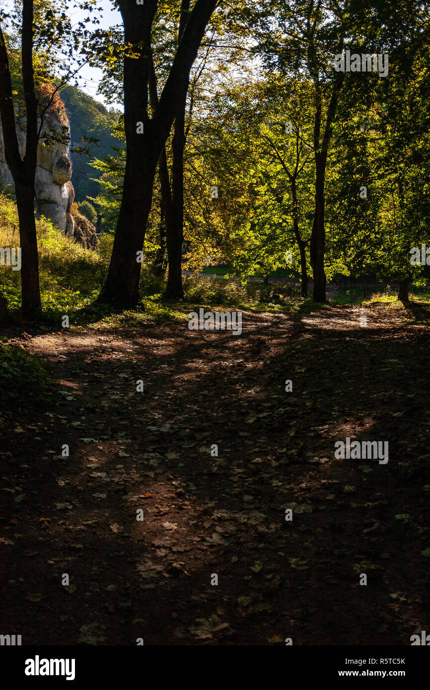 single isolated large big tree in nature environment with huge trunk ...