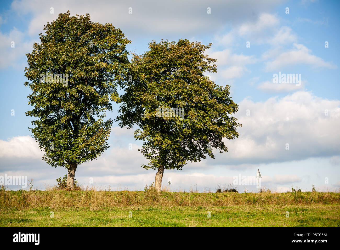 single isolated large big tree in nature environment with huge trunk ...