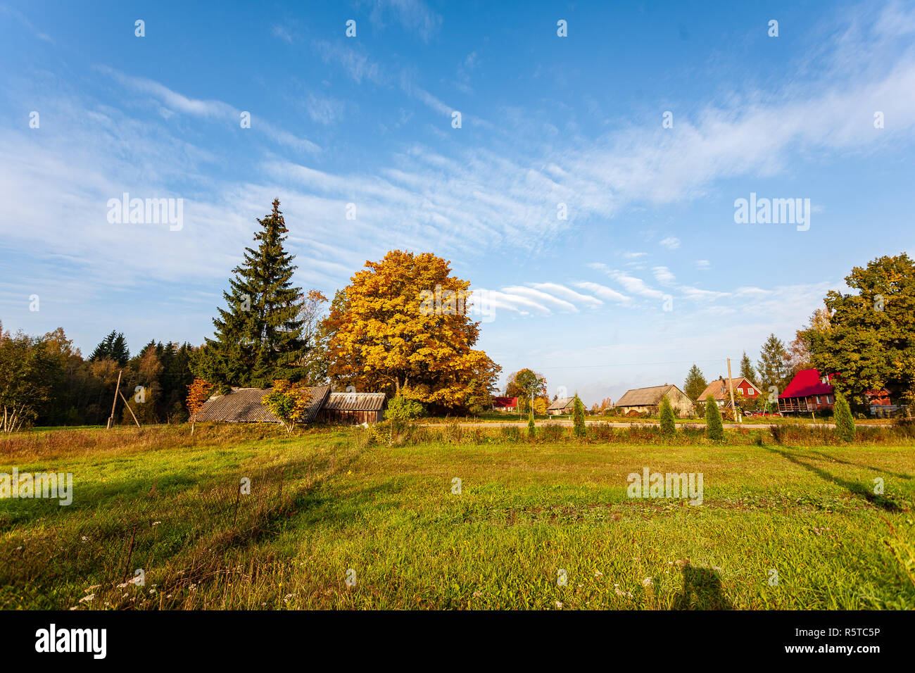 single isolated large big tree in nature environment with huge trunk ...