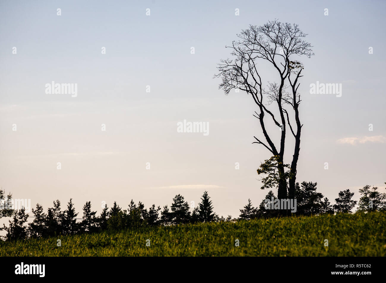single isolated large big tree in nature environment with huge trunk ...