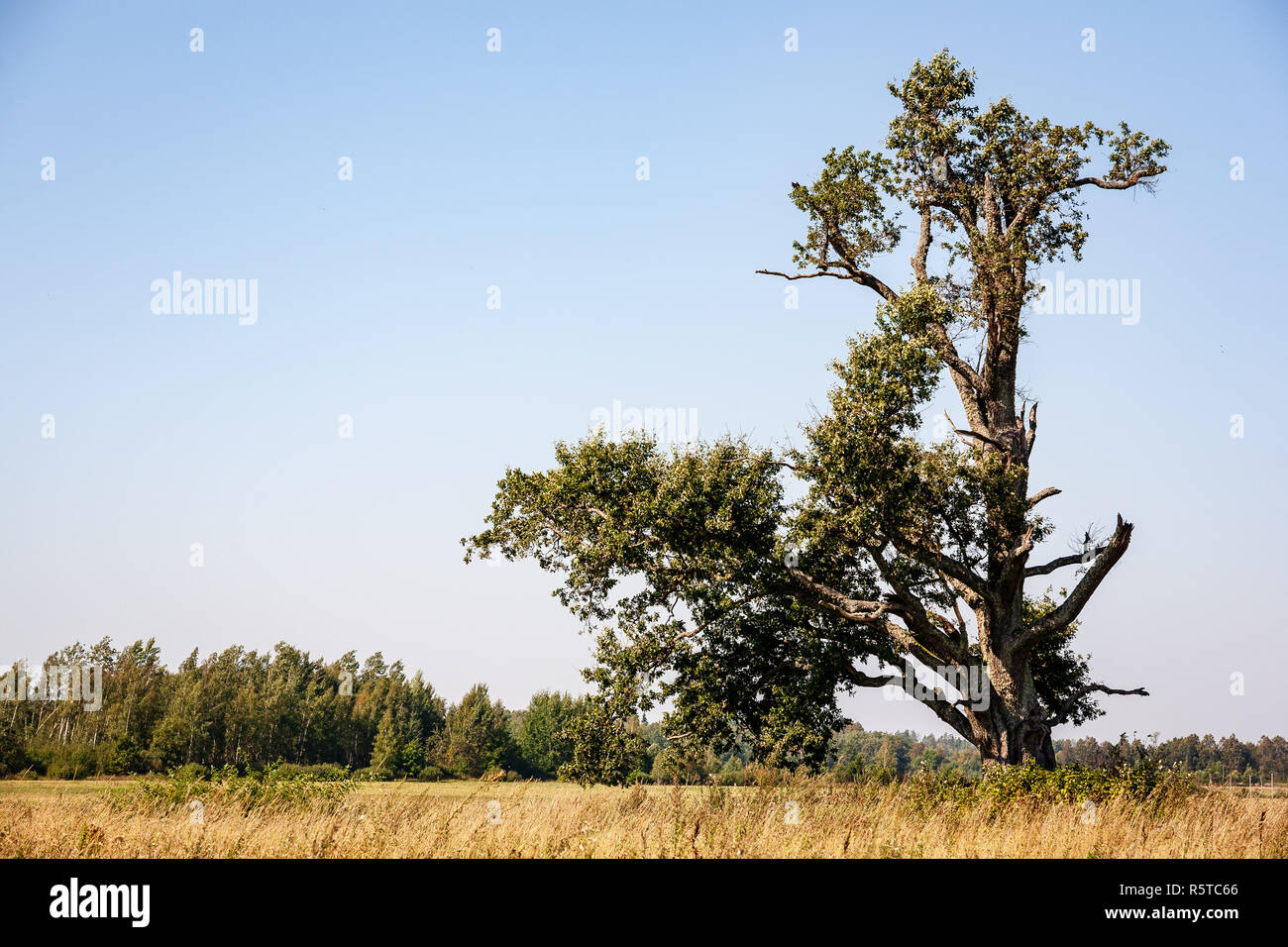 single isolated large big tree in nature environment with huge trunk ...
