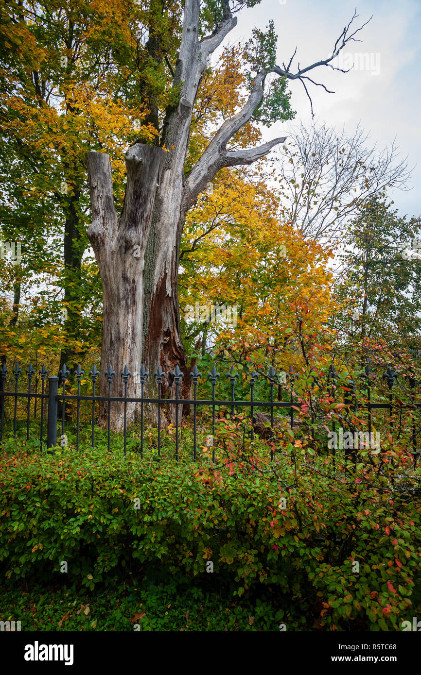 single isolated large big tree in nature environment with huge trunk ...