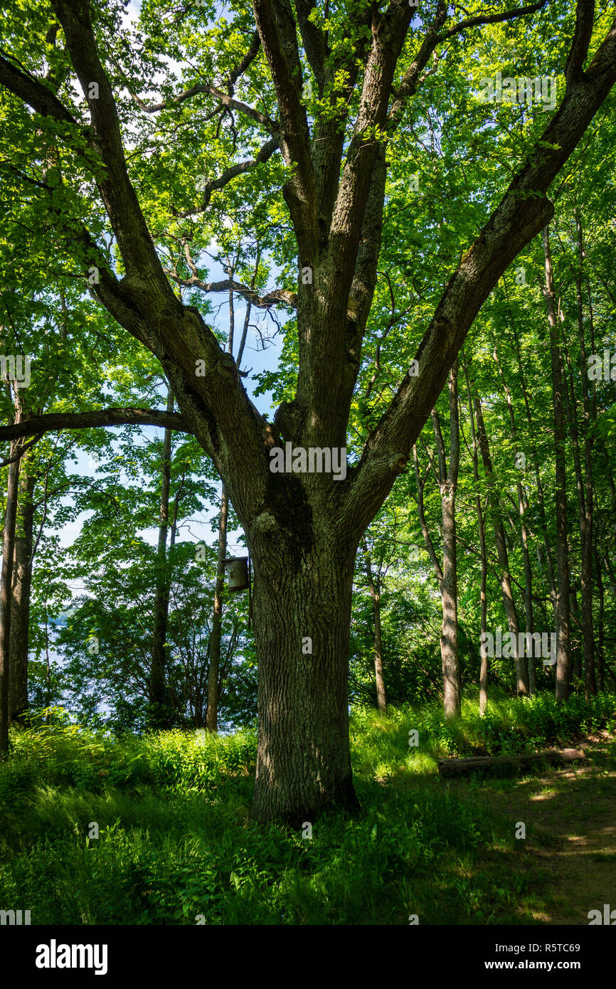 single isolated large big tree in nature environment with huge trunk ...