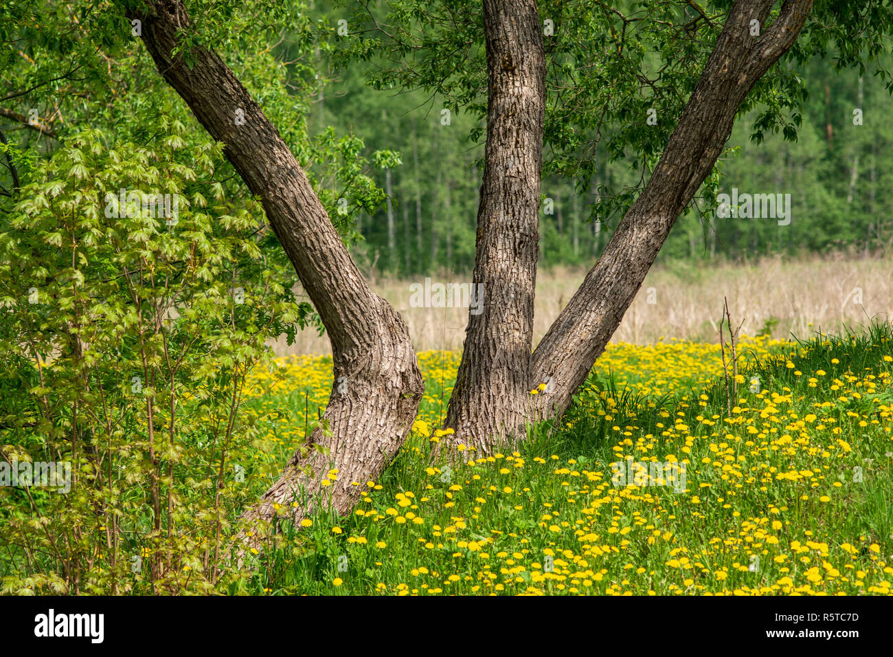 single isolated large big tree in nature environment with huge trunk ...