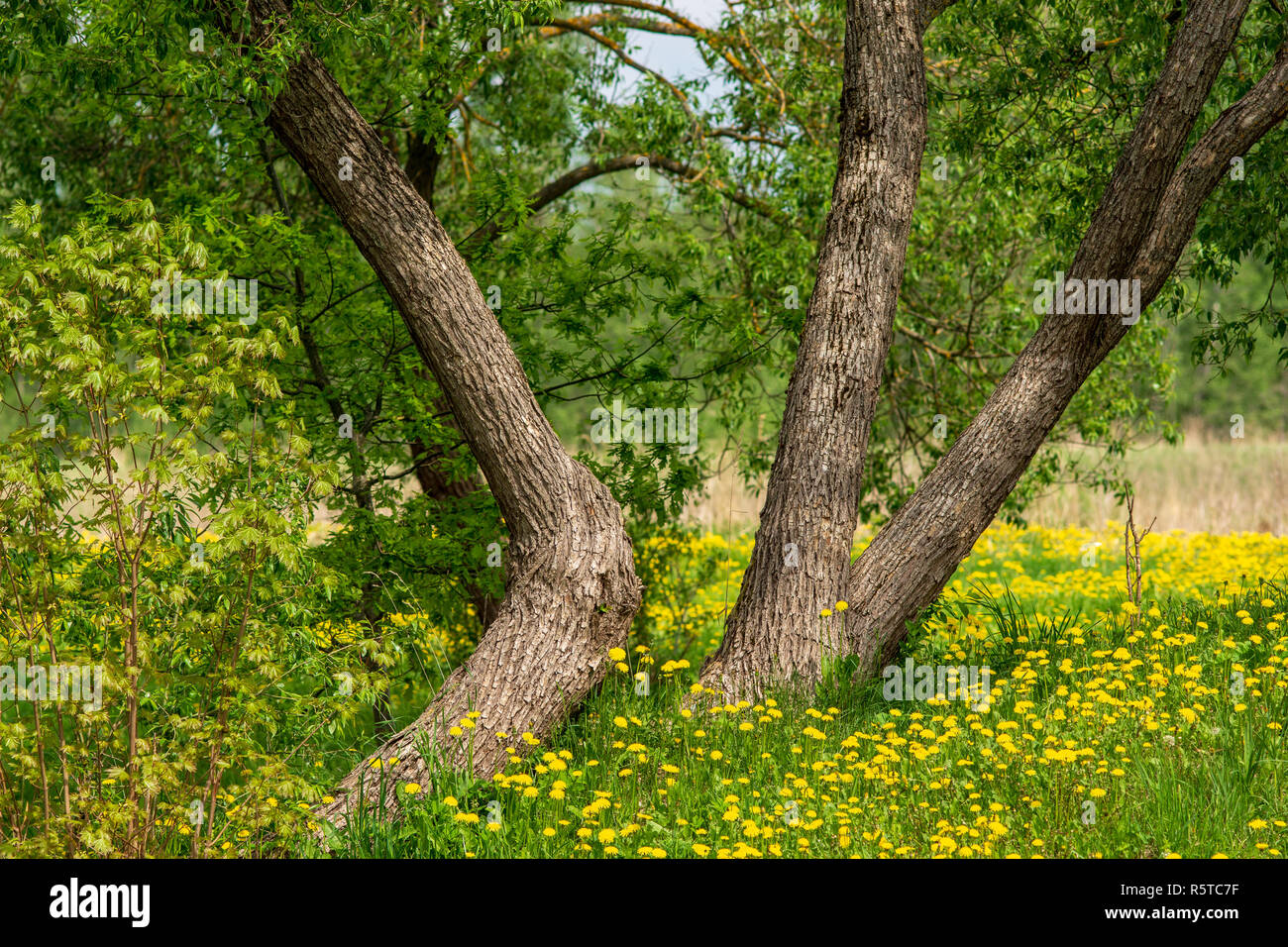 single isolated large big tree in nature environment with huge trunk ...