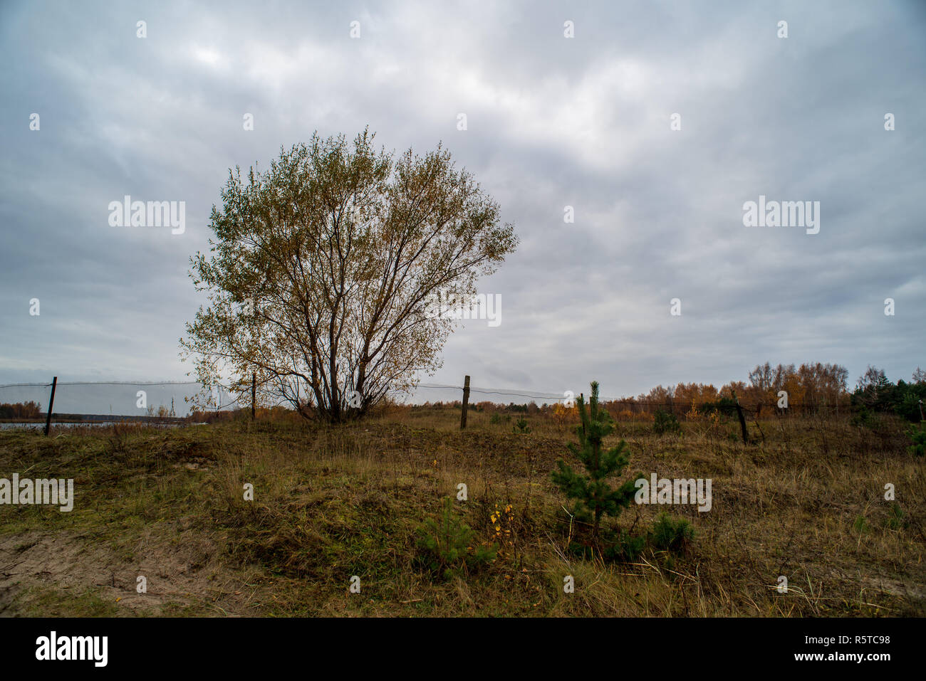 single isolated large big tree in nature environment with huge trunk ...