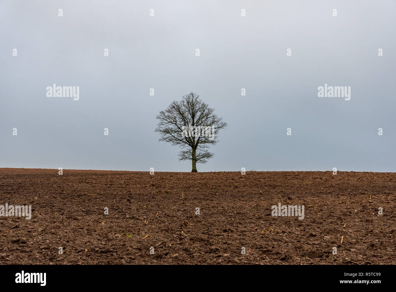 single isolated large big tree in nature environment with huge trunk ...