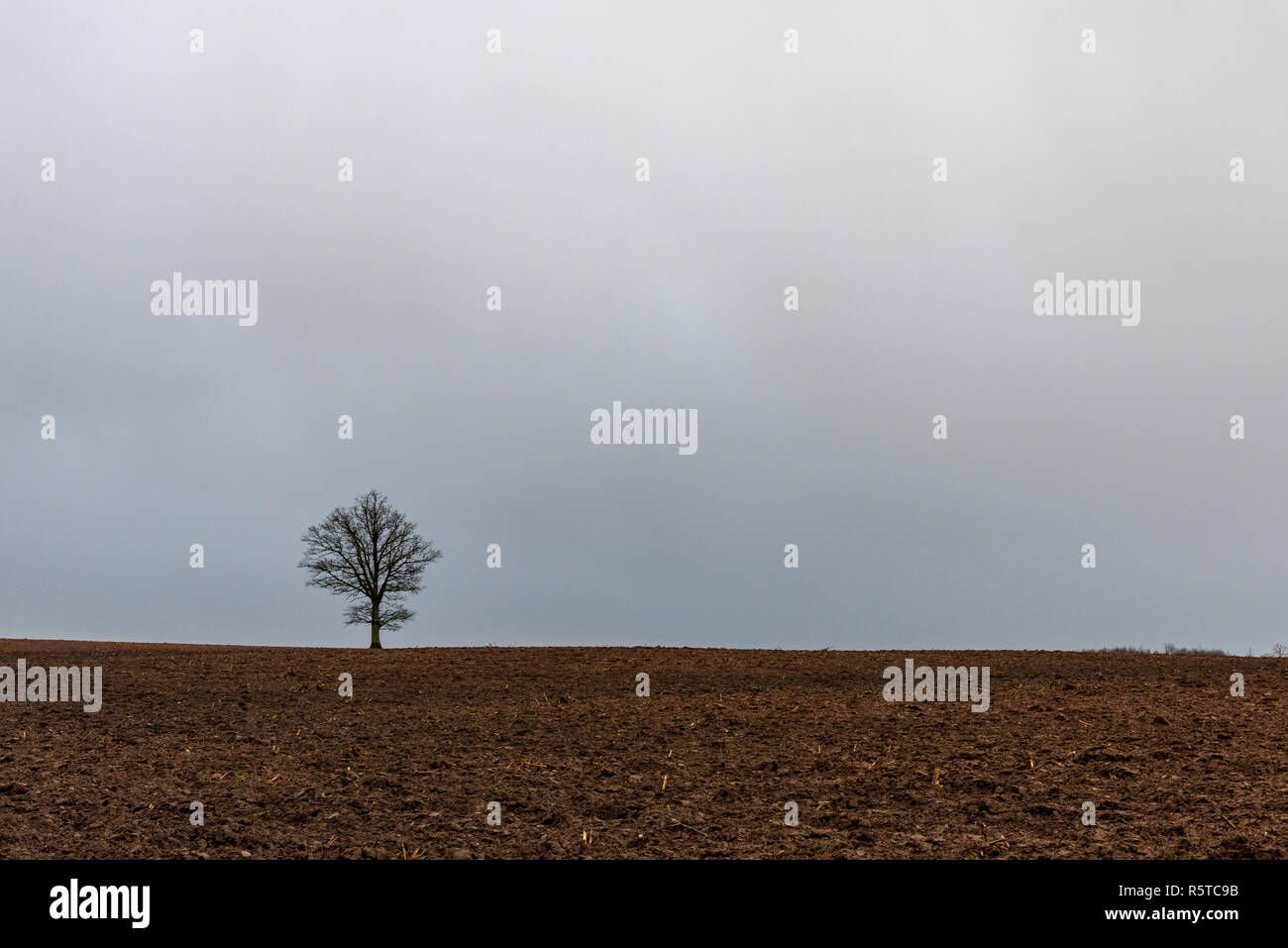 single isolated large big tree in nature environment with huge trunk ...