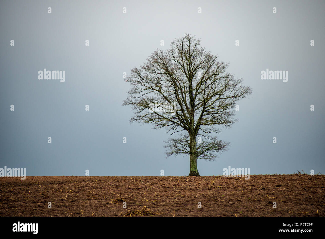 single isolated large big tree in nature environment with huge trunk ...