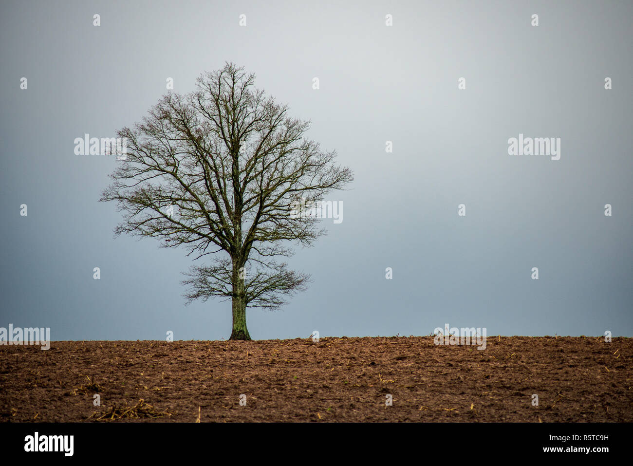single isolated large big tree in nature environment with huge trunk ...