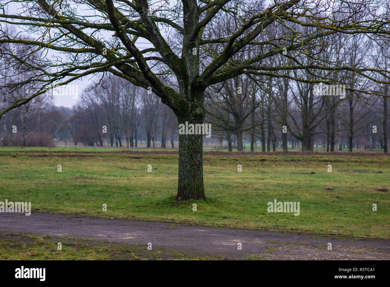 single isolated large big tree in nature environment with huge trunk ...