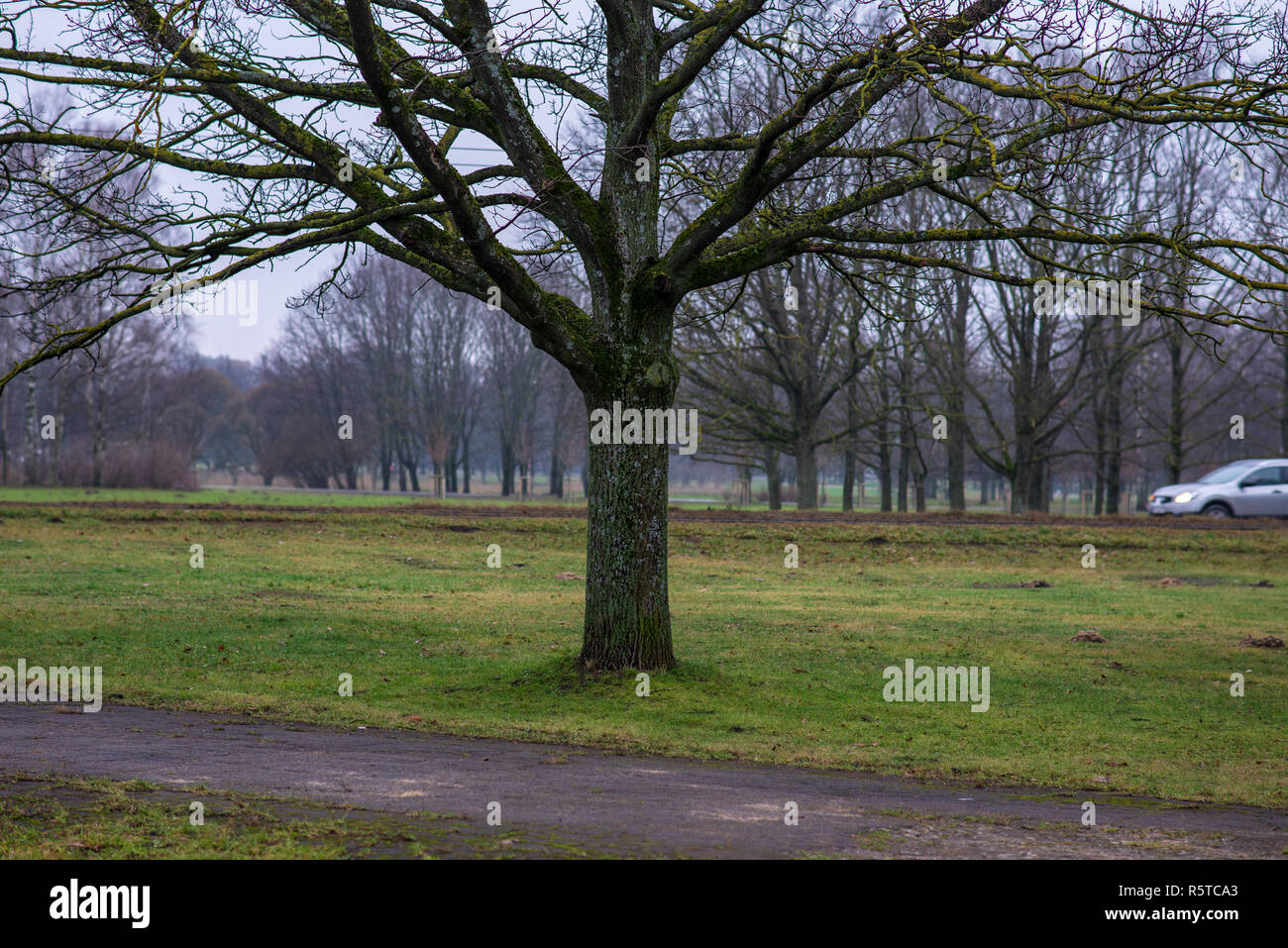 single isolated large big tree in nature environment with huge trunk ...