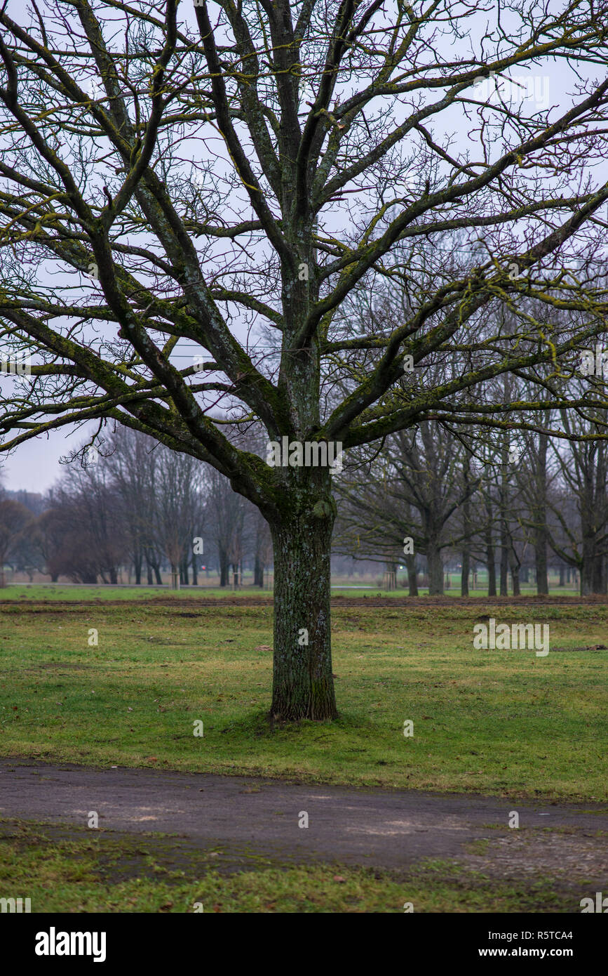 single isolated large big tree in nature environment with huge trunk ...