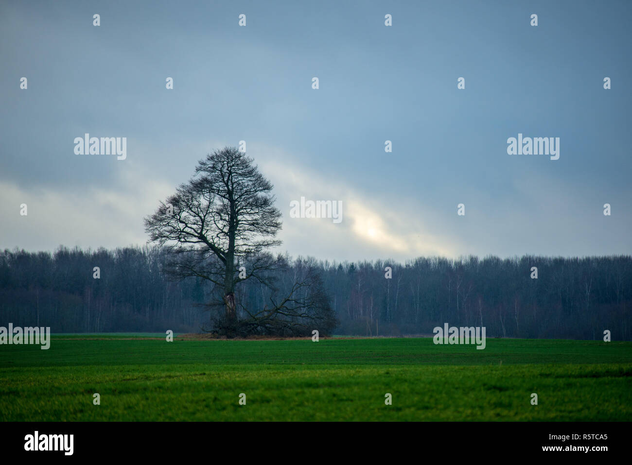 single isolated large big tree in nature environment with huge trunk ...