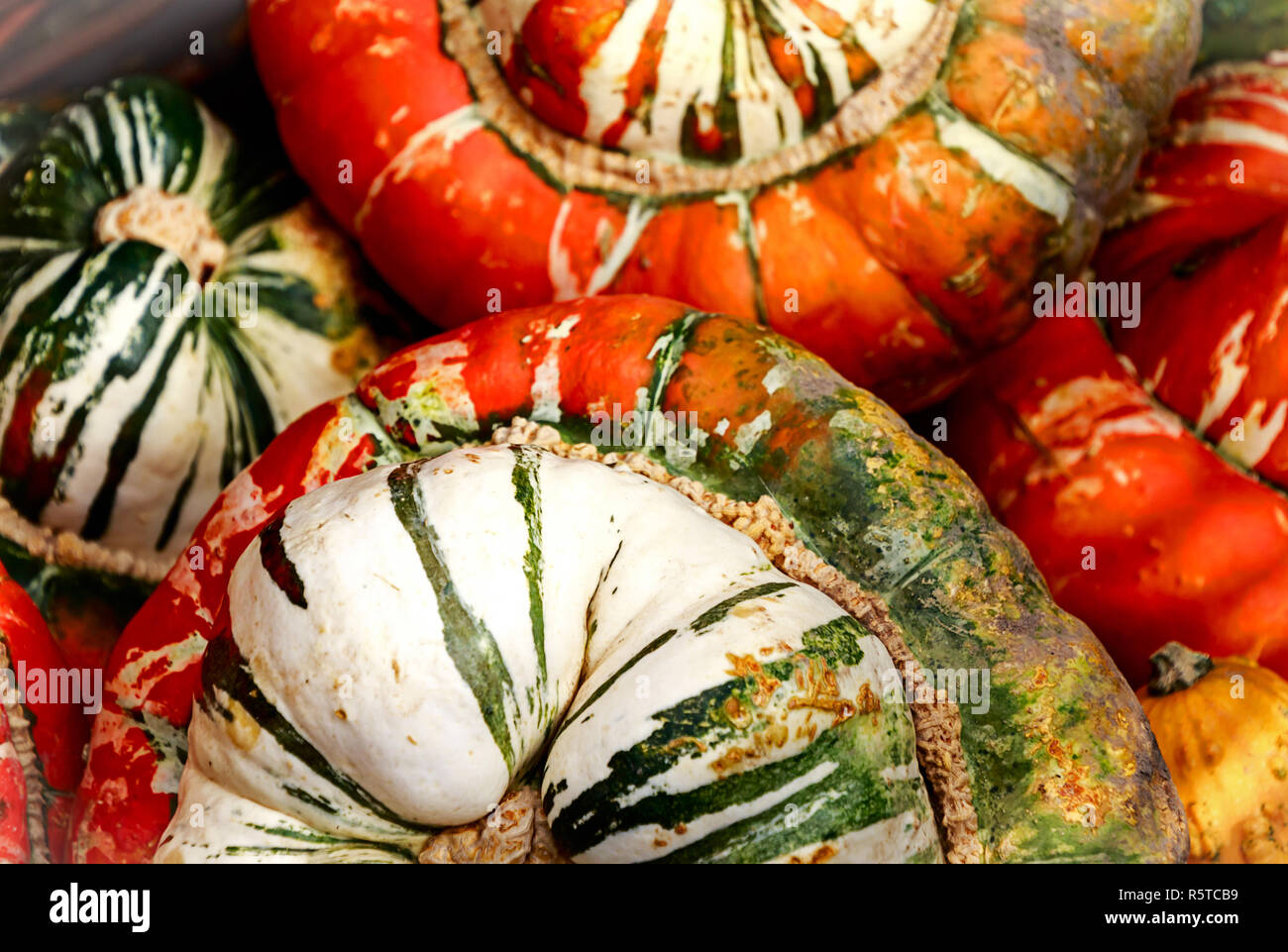 Giraumon turban hi-res stock photography and images - Alamy