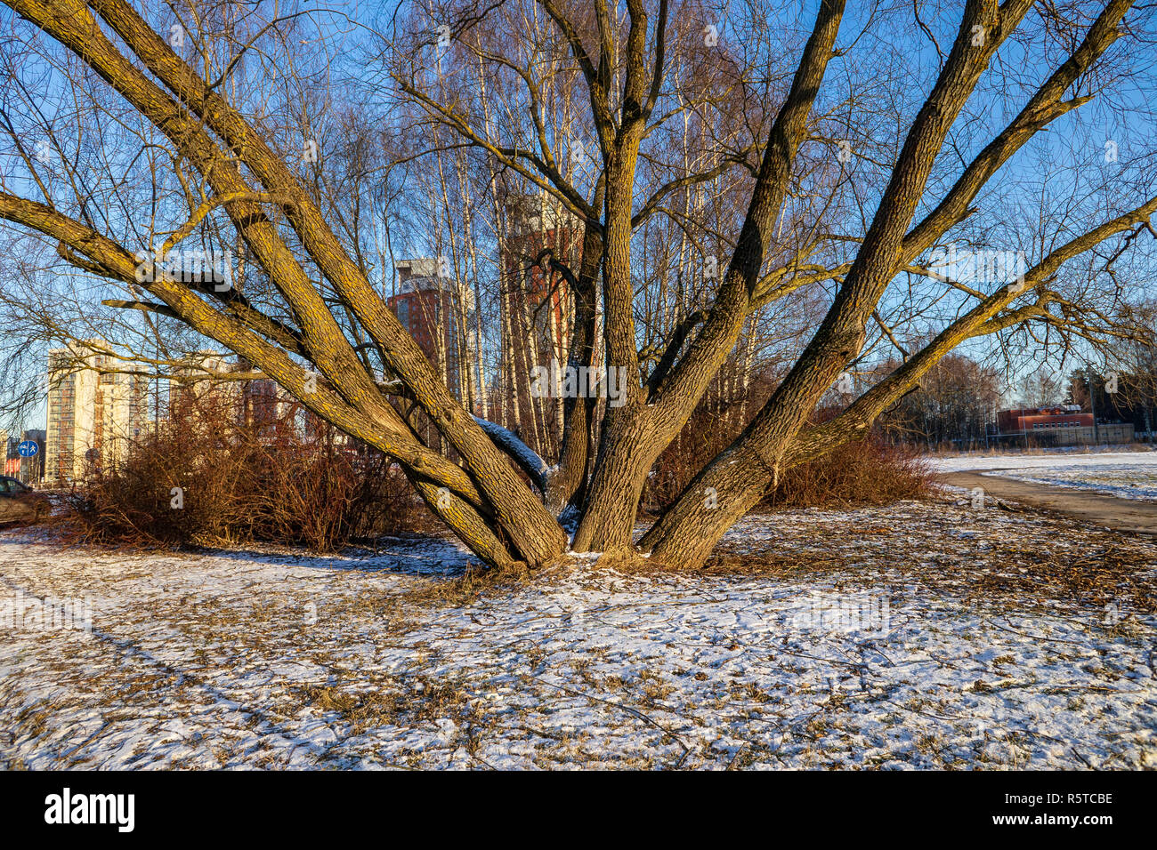 single isolated large big tree in nature environment with huge trunk ...