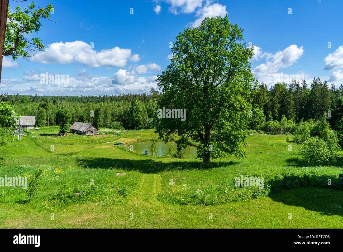single isolated large big tree in nature environment with huge trunk ...
