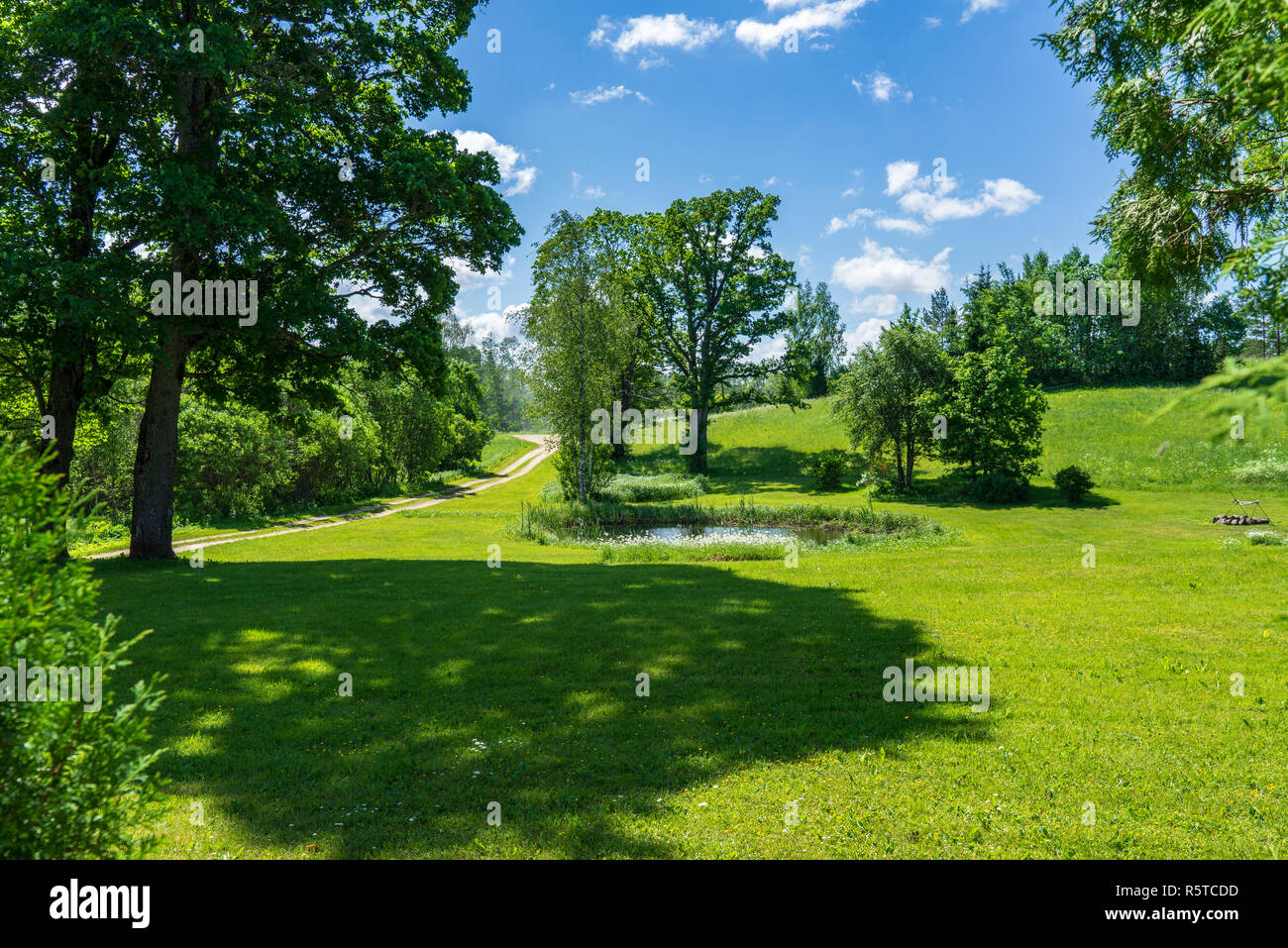 single isolated large big tree in nature environment with huge trunk ...